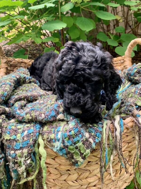 Emma+Opie - Two Acre Wood Standard Poodle Puppies