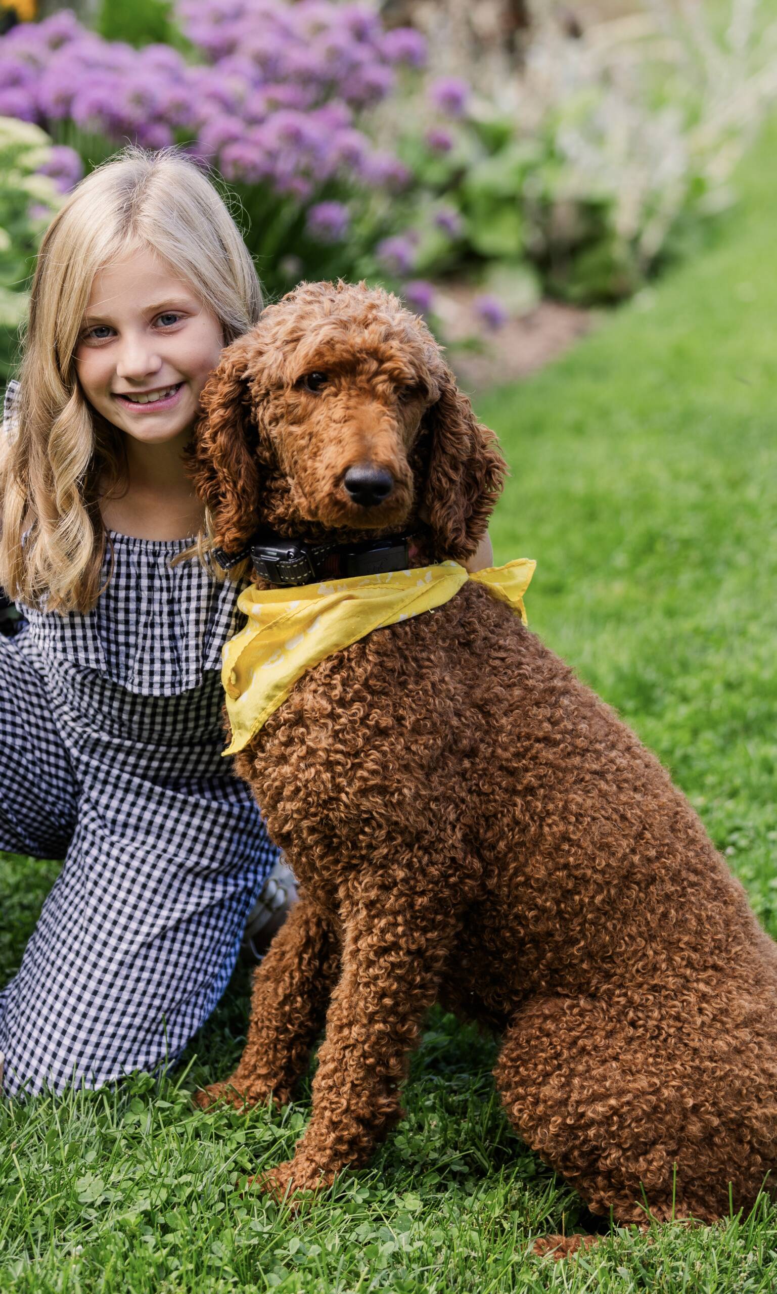 Females Poodles for sale near de pere, wi - TAW Standard Poodle Puppies